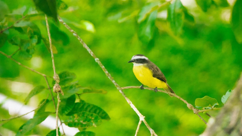 ¿Se puede hacer Avistamiento de aves en Acaima Café hospedaje? - Acaima ...